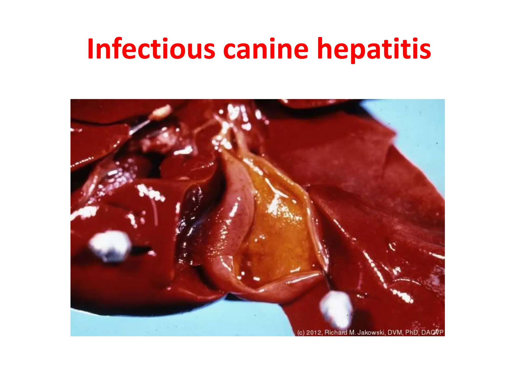 Pathology transparency slides histo pathology.pptx