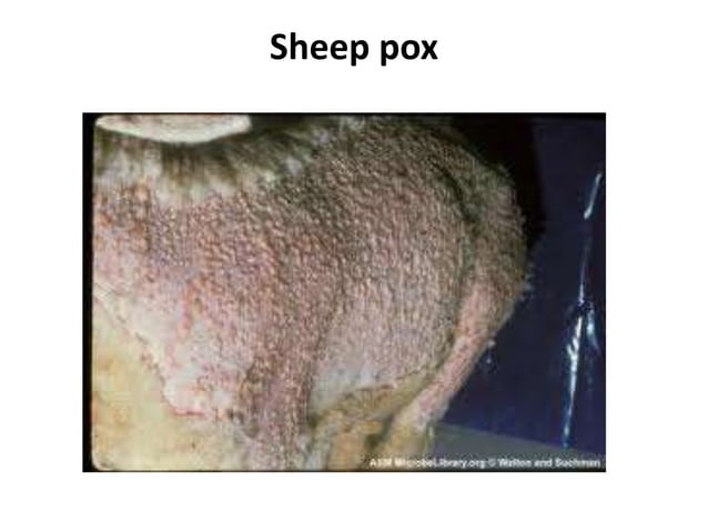 Pathology transparency slides histo pathology.pptx