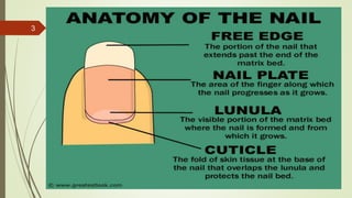 Unit IV Assessment of nail.pptx