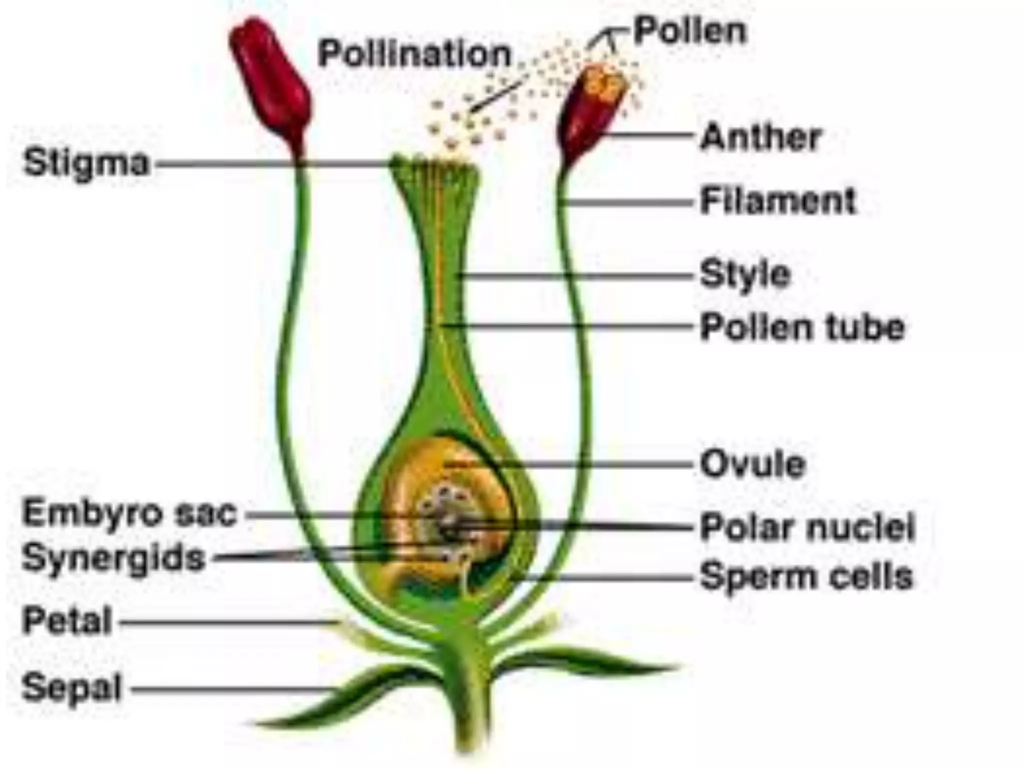 Science Plant World Sexual Reproduction Asexual Reproduction of plant ...
