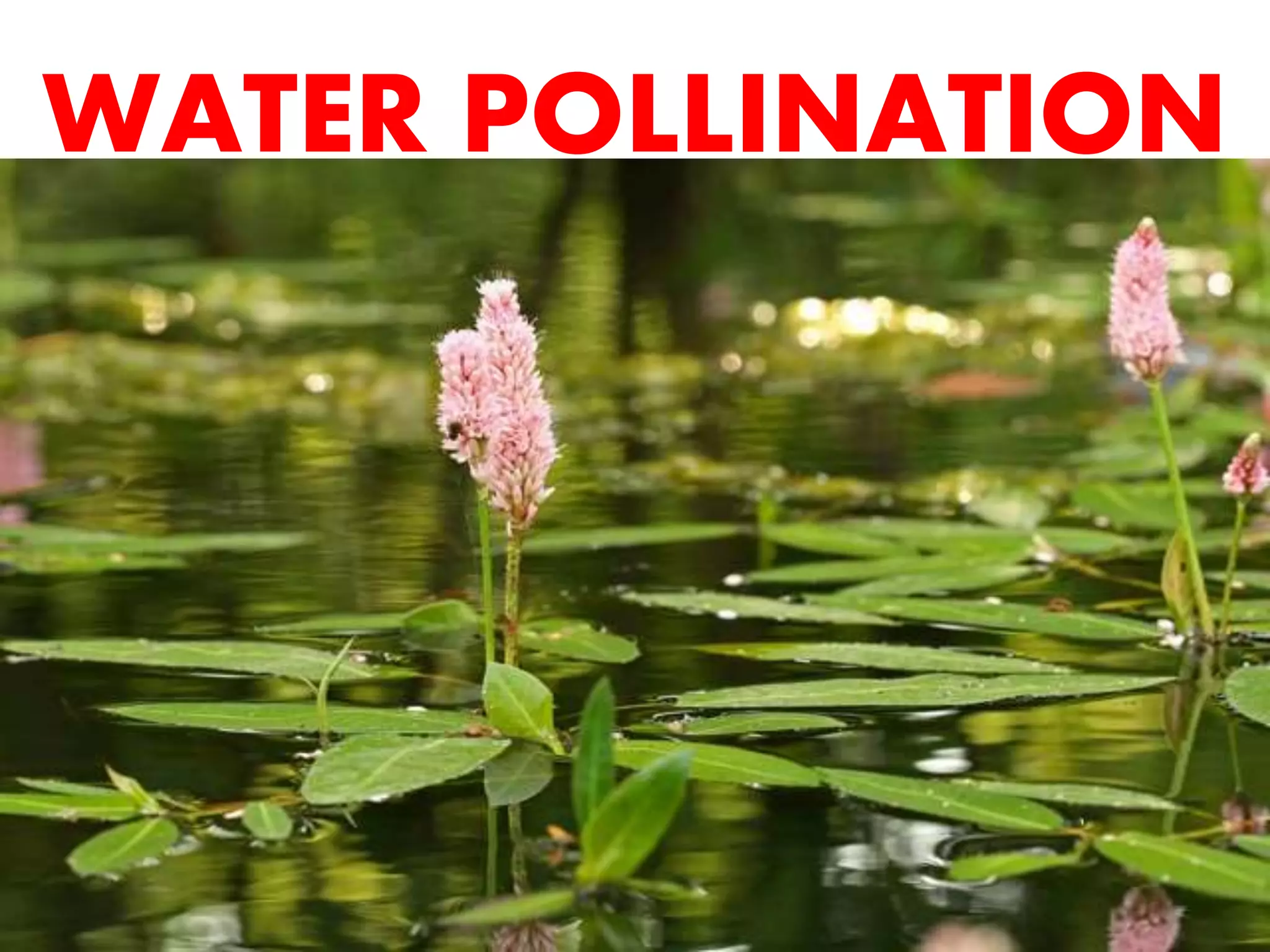 Science Plant World Sexual Reproduction Asexual Reproduction of plant ...