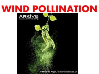 Science Plant World Sexual Reproduction Asexual Reproduction of plant ...