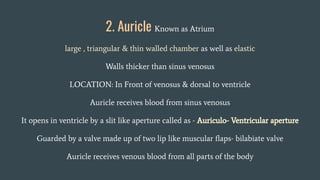 SHARK - Digestive system of Scoliodon notes | PDF