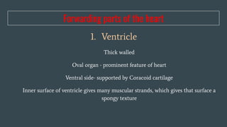 SHARK - Digestive system of Scoliodon notes | PDF