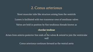 SHARK - Digestive system of Scoliodon notes | PDF