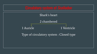 SHARK - Digestive system of Scoliodon notes | PDF