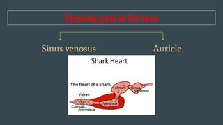 SHARK - Digestive system of Scoliodon notes | PDF