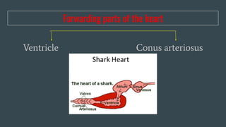 SHARK - Digestive system of Scoliodon notes | PDF