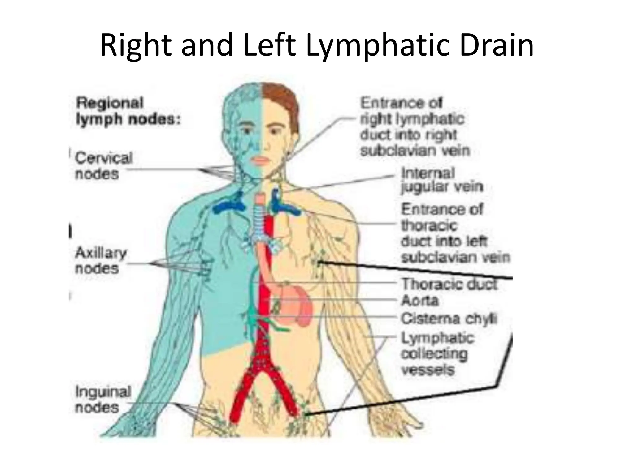 (Unit IX) Lymphatic System .pptx........ | PPTX