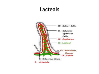 (Unit IX) Lymphatic System .pptx........ | PPTX | Lung and Respiratory ...