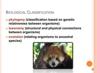 Unit One Classification Project (Simplified 3 Minute Version) | PPTX