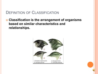 Unit One Classification Project (Simplified 3 Minute Version) | PPTX ...
