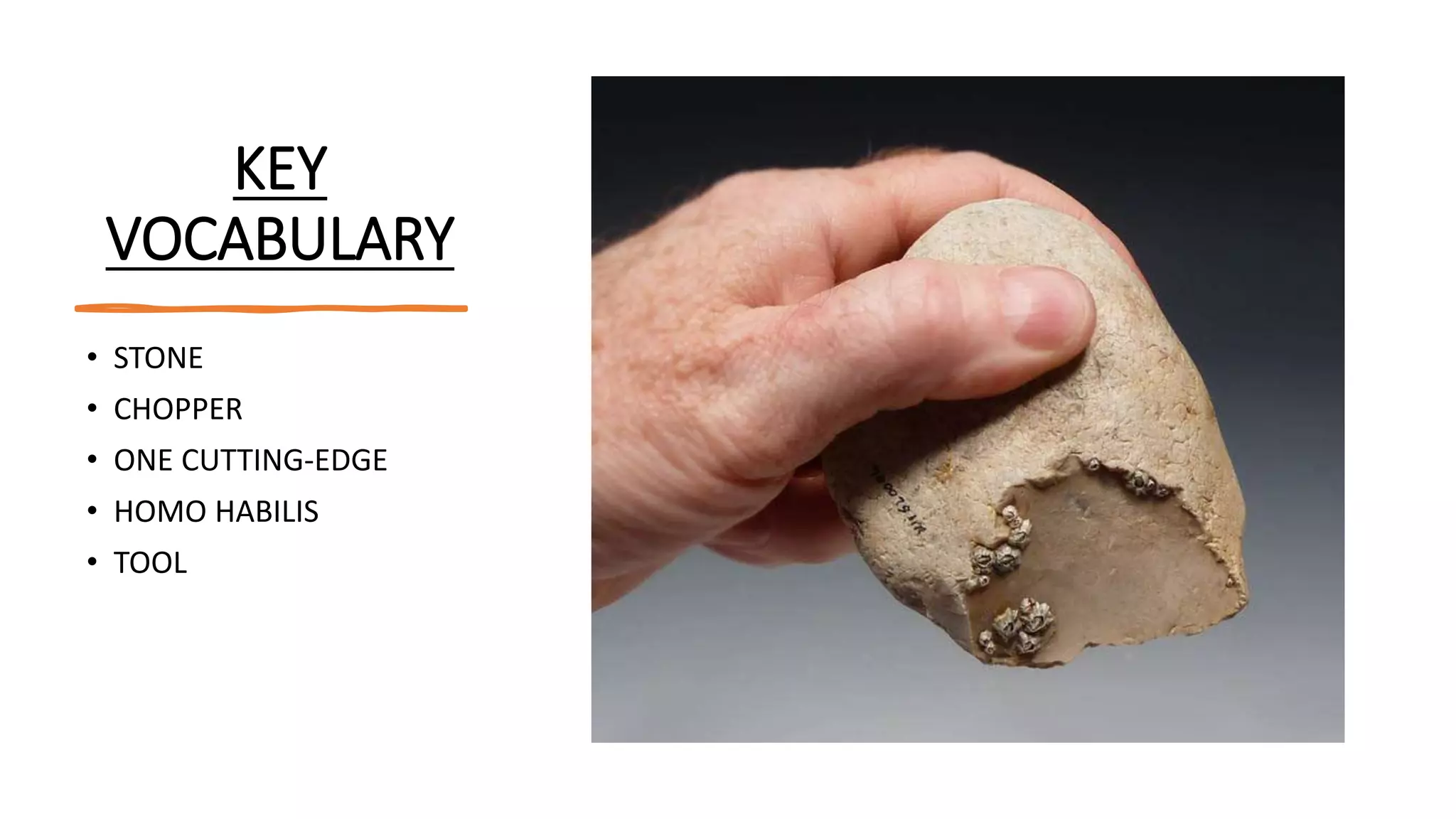 UNIT PREHISTORY QUESTIONS AND VOCABULARY | PPT