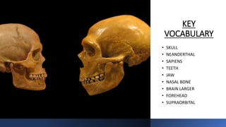 UNIT PREHISTORY QUESTIONS AND VOCABULARY | PPT