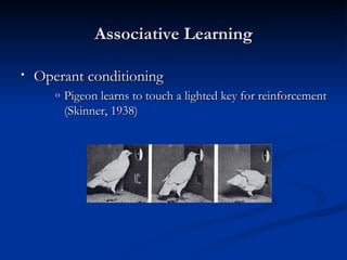 Modules 17-19 PowerPoints Slides | PPT | Pets