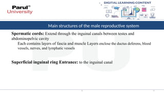 Unit V- Topic -Male reproductive system - Copy.pptx