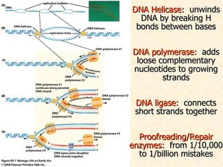 Unit v ch9 dna | PPT | Genetics | Science