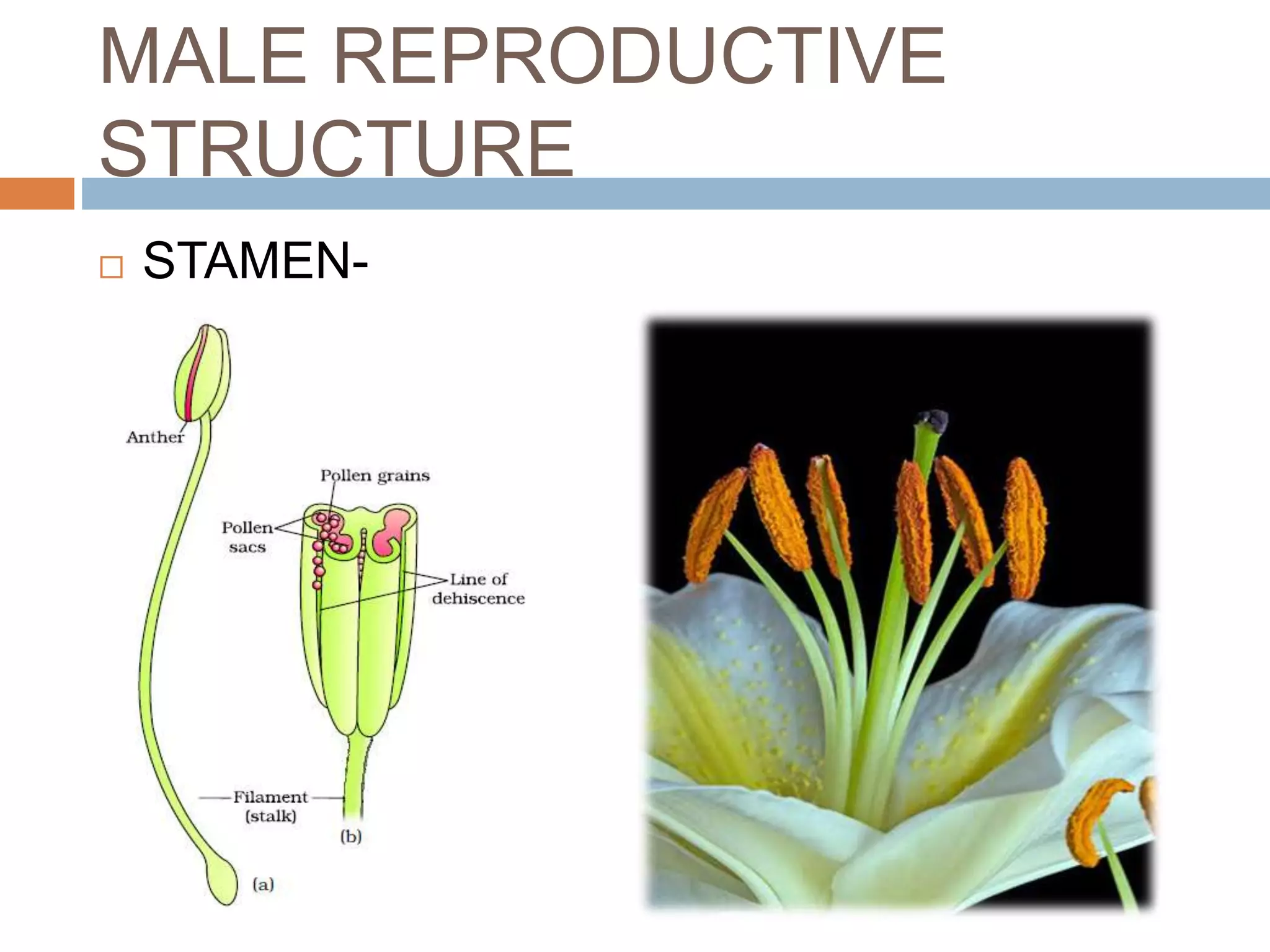 Unit vi embryology | PPTX