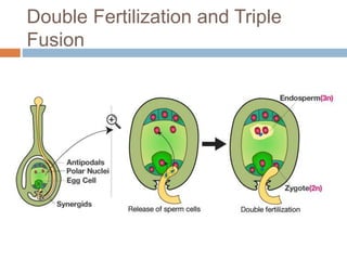 Unit vi embryology | PPTX | Infertility | Reproductive Health