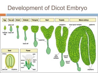 Unit vi embryology | PPTX | Infertility | Reproductive Health