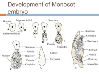 Unit vi embryology | PPTX | Infertility | Reproductive Health