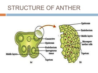 Unit vi embryology | PPTX