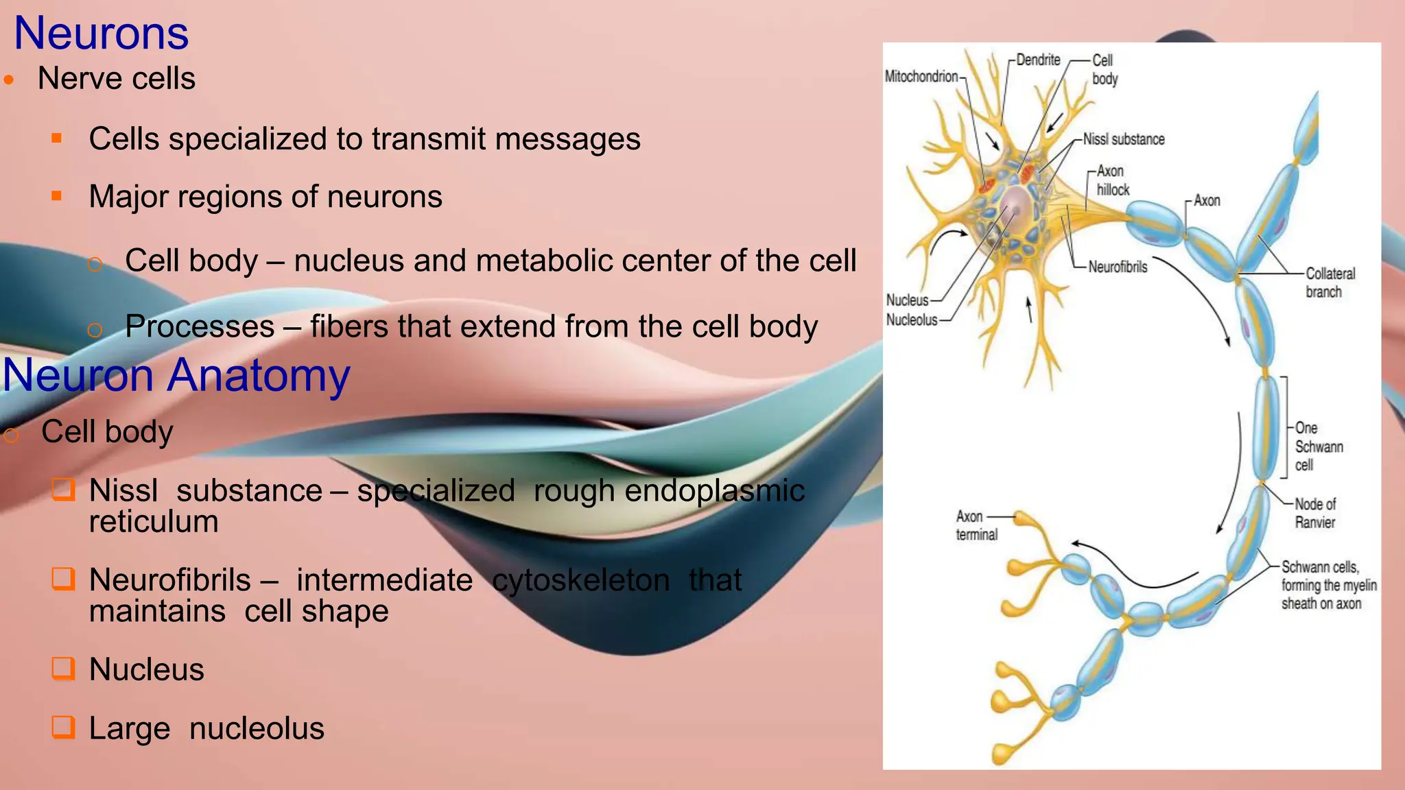 UNIT VII. THE NERVOUS SYSTEM ANATOMY.pptx
