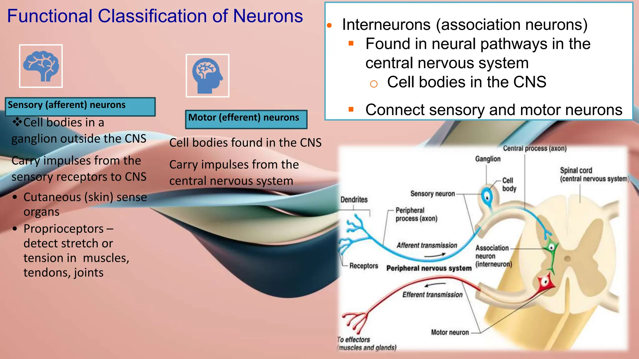 UNIT VII. THE NERVOUS SYSTEM ANATOMY.pptx