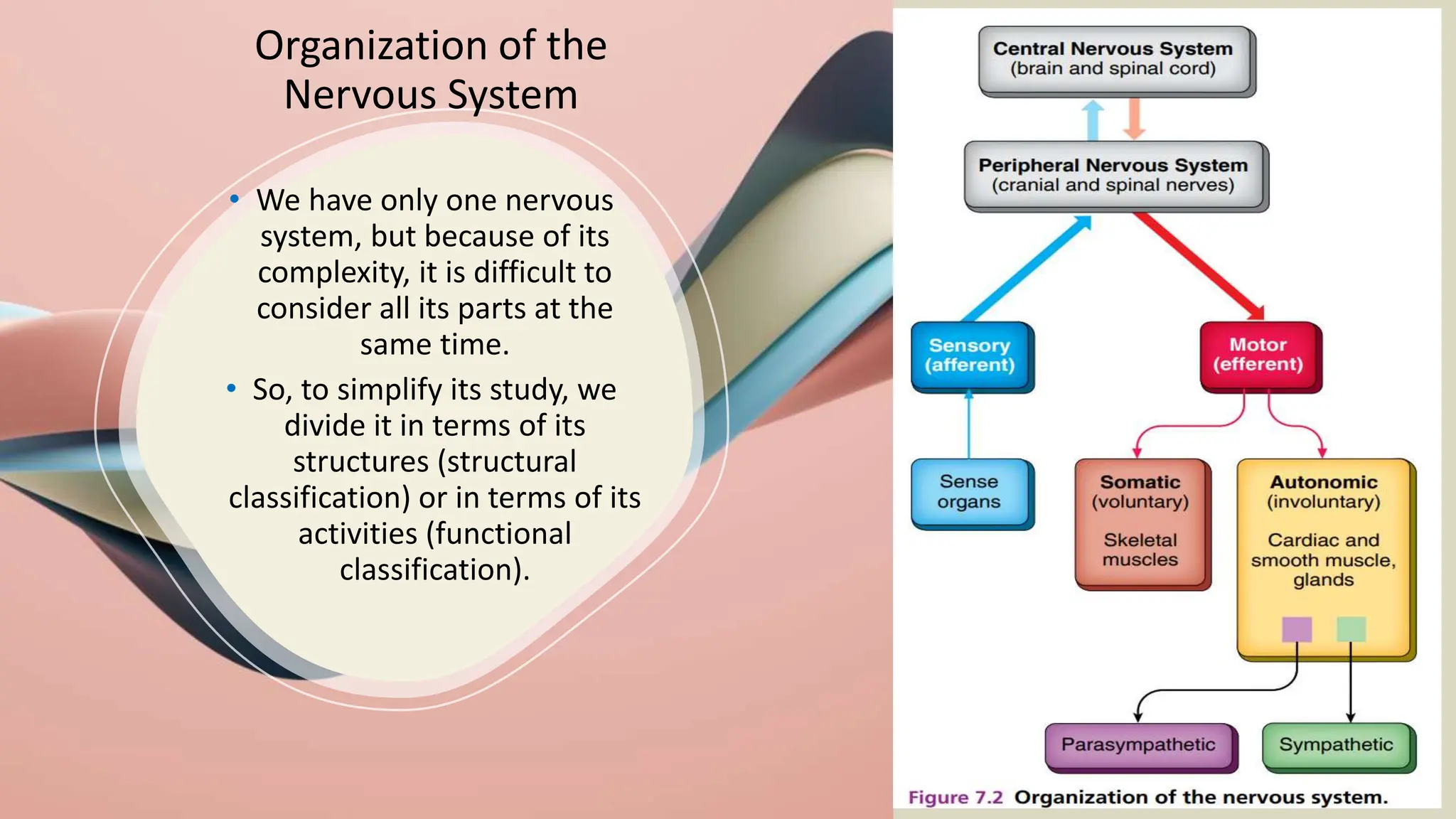 UNIT VII. THE NERVOUS SYSTEM ANATOMY.pptx