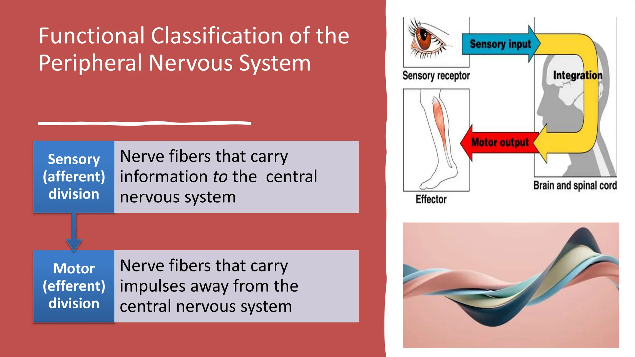 UNIT VII. THE NERVOUS SYSTEM ANATOMY.pptx