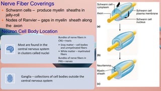 UNIT VII. THE NERVOUS SYSTEM ANATOMY.pptx