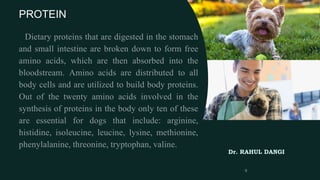 Dog Nutrition.pptx rahul dangi | PPTX