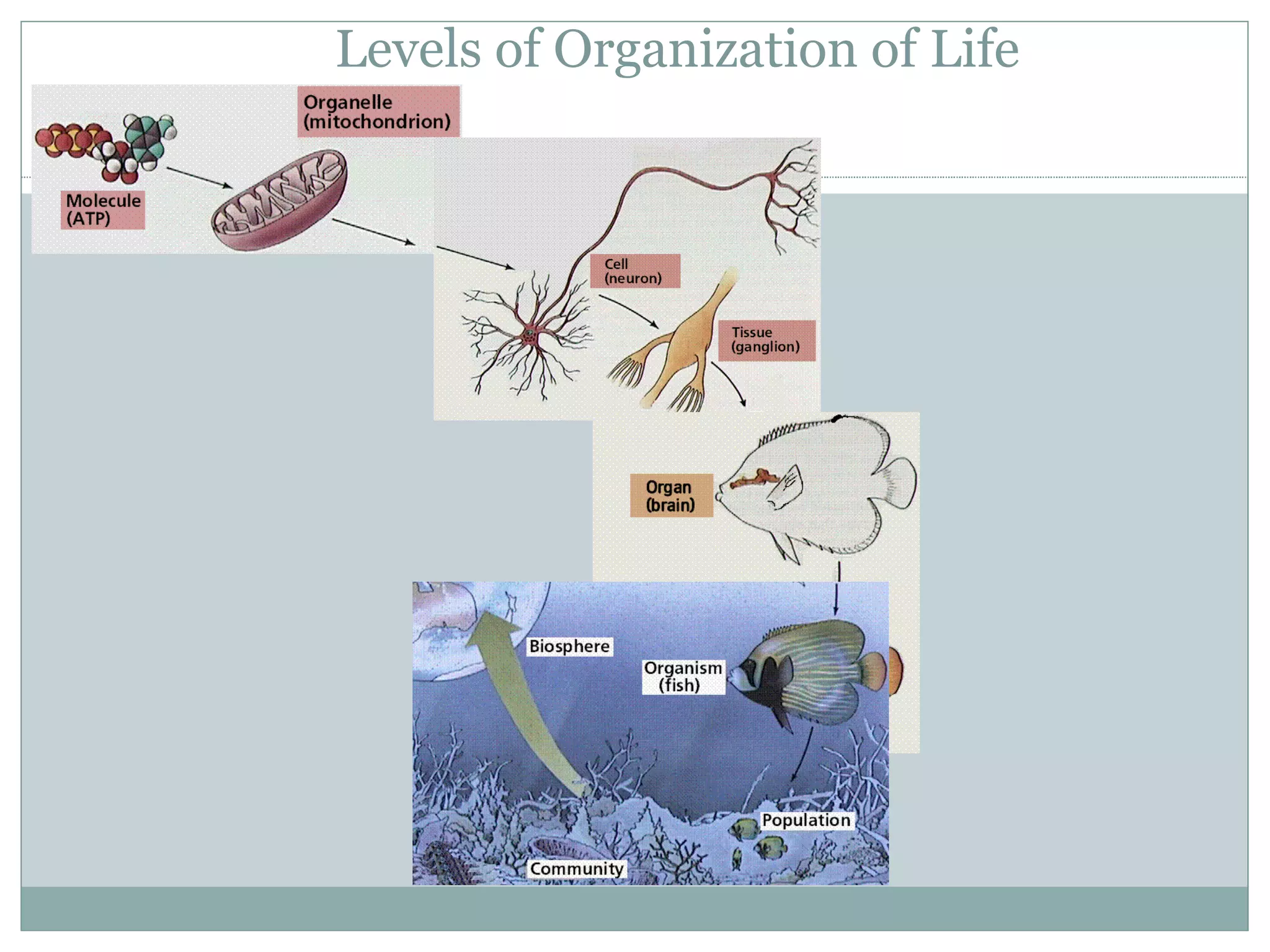 Unity & Diversity Of Life | PPT
