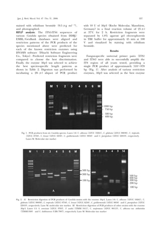 Univ candida PCR Primer | PDF
