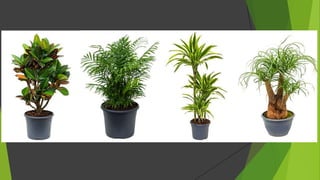 Universal Floral- Plants that stimulate your environment | PPT