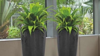 Universal Floral- Plants that stimulate your environment | PPT