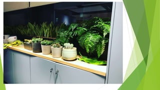 Universal Floral- Plants that stimulate your environment | PPTX