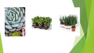 Universal Floral- Plants that stimulate your environment | PPT