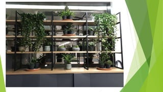 Universal Floral- Plants that stimulate your environment | PPT