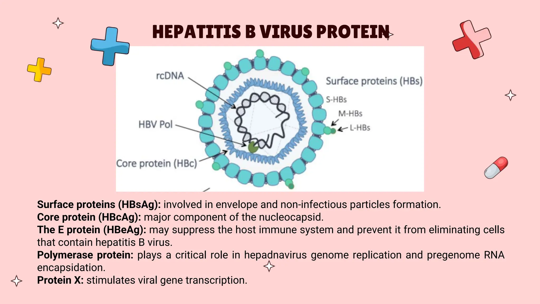 Hepatitis B virus: Life cycle, transmission, treatment and prevent | PPTX