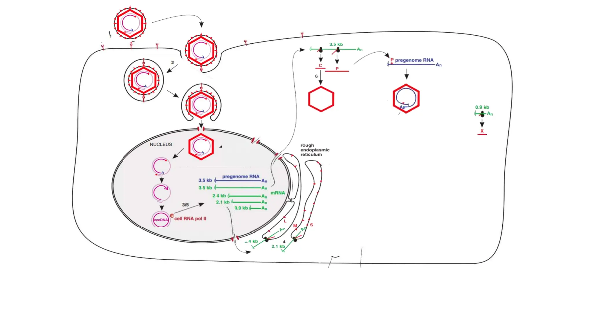 Hepatitis B Virus Life Cycle Transmission Treatment And Prevent Ppt