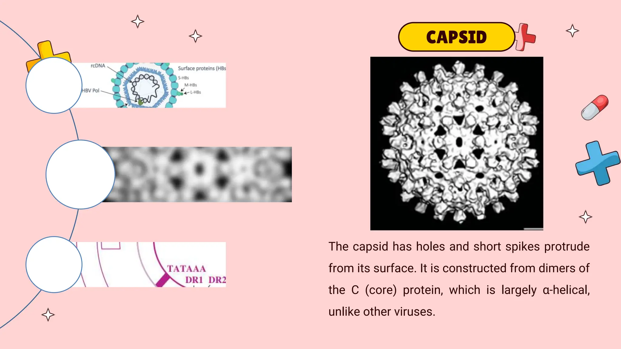 Hepatitis B Virus Life Cycle Transmission Treatment And Prevent Ppt
