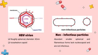 Hepatitis B virus: Life cycle, transmission, treatment and prevent | PPTX