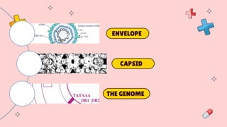 Hepatitis B virus: Life cycle, transmission, treatment and prevent | PPTX