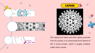 Hepatitis B virus: Life cycle, transmission, treatment and prevent | PPTX