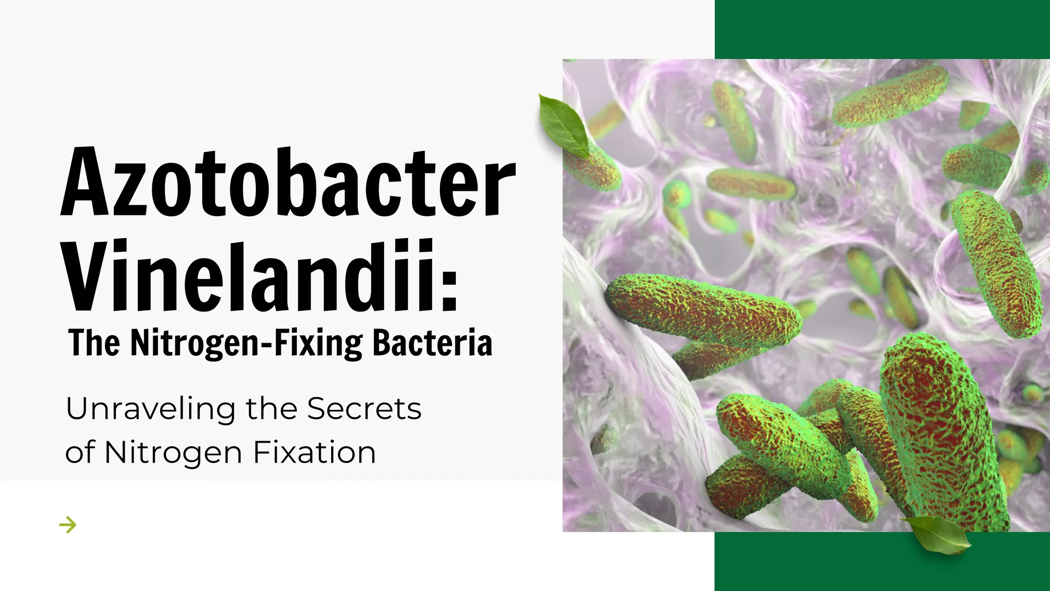 Azotobacter Vinelandii: Understanding Its Role in Nitrogen Fixation | PDF
