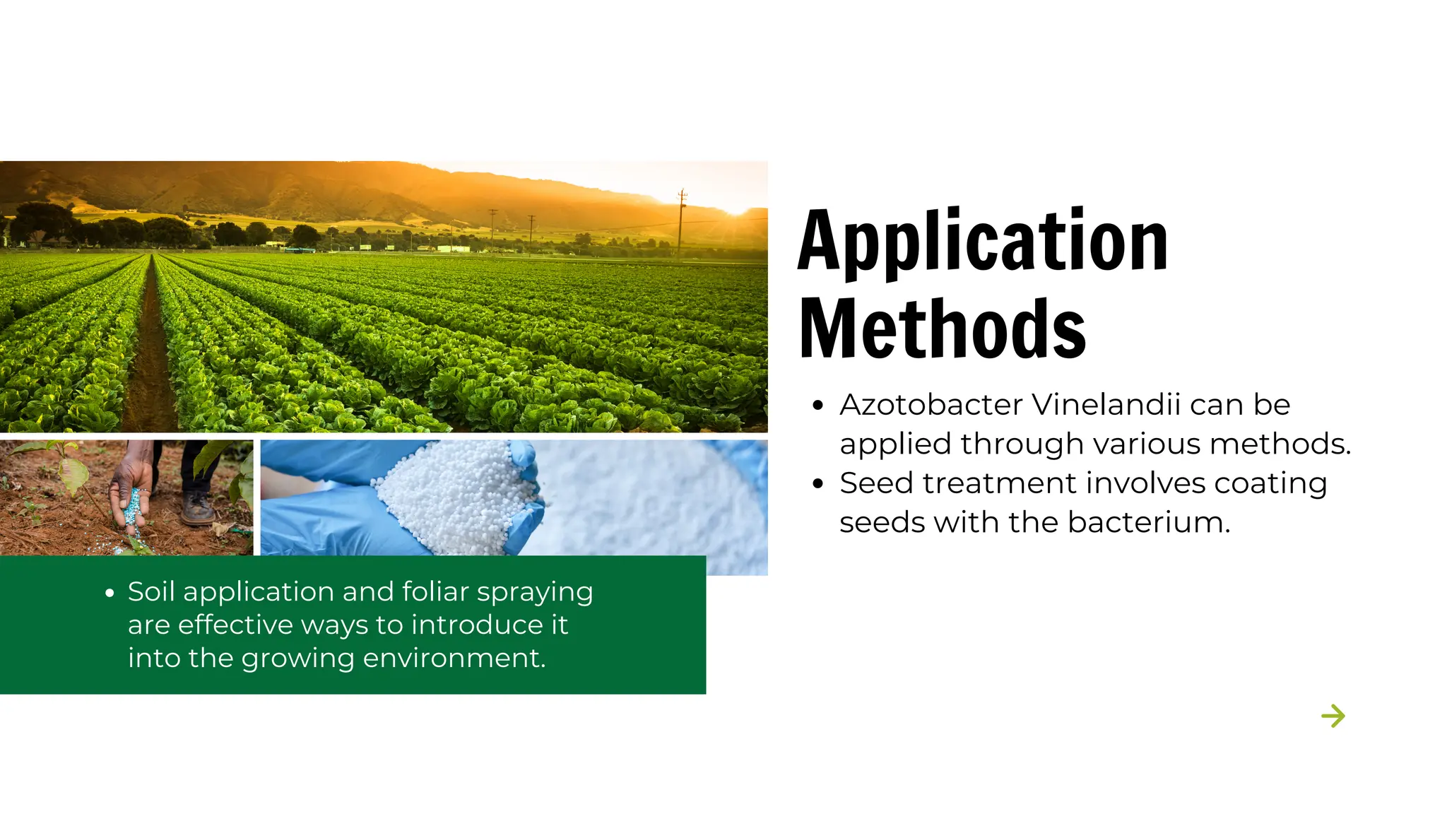 Azotobacter Vinelandii: Understanding Its Role in Nitrogen Fixation | PDF