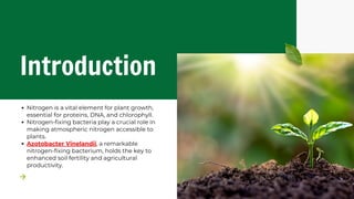 Azotobacter Vinelandii: Understanding Its Role in Nitrogen Fixation | PDF