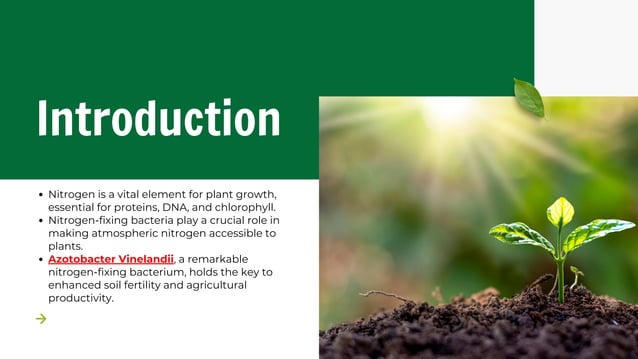 Azotobacter Vinelandii: Understanding Its Role in Nitrogen Fixation ...