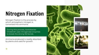 Azotobacter Vinelandii: Understanding Its Role in Nitrogen Fixation | PDF
